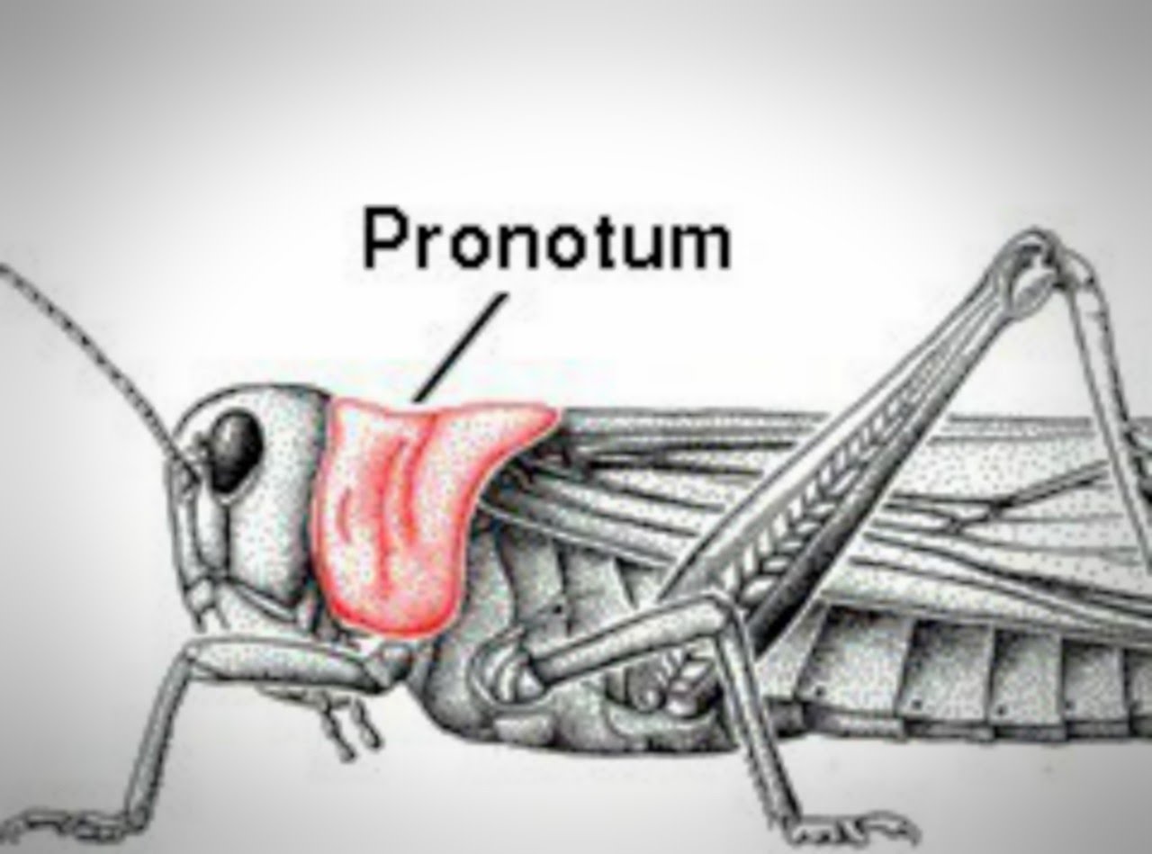 Mengenal Jenis-jenis Belalang dari Keluarga Acrididae - Dunia Serangga ...