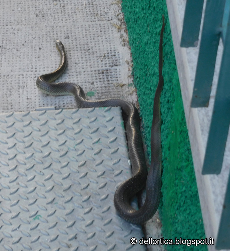 COLUBRO DI ESCULAPIO