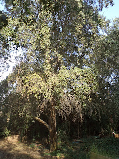 Vivero de Árboles Nativos: Quillay