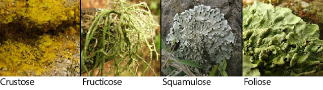 Forest Schools : What are Lichens and How do they live?