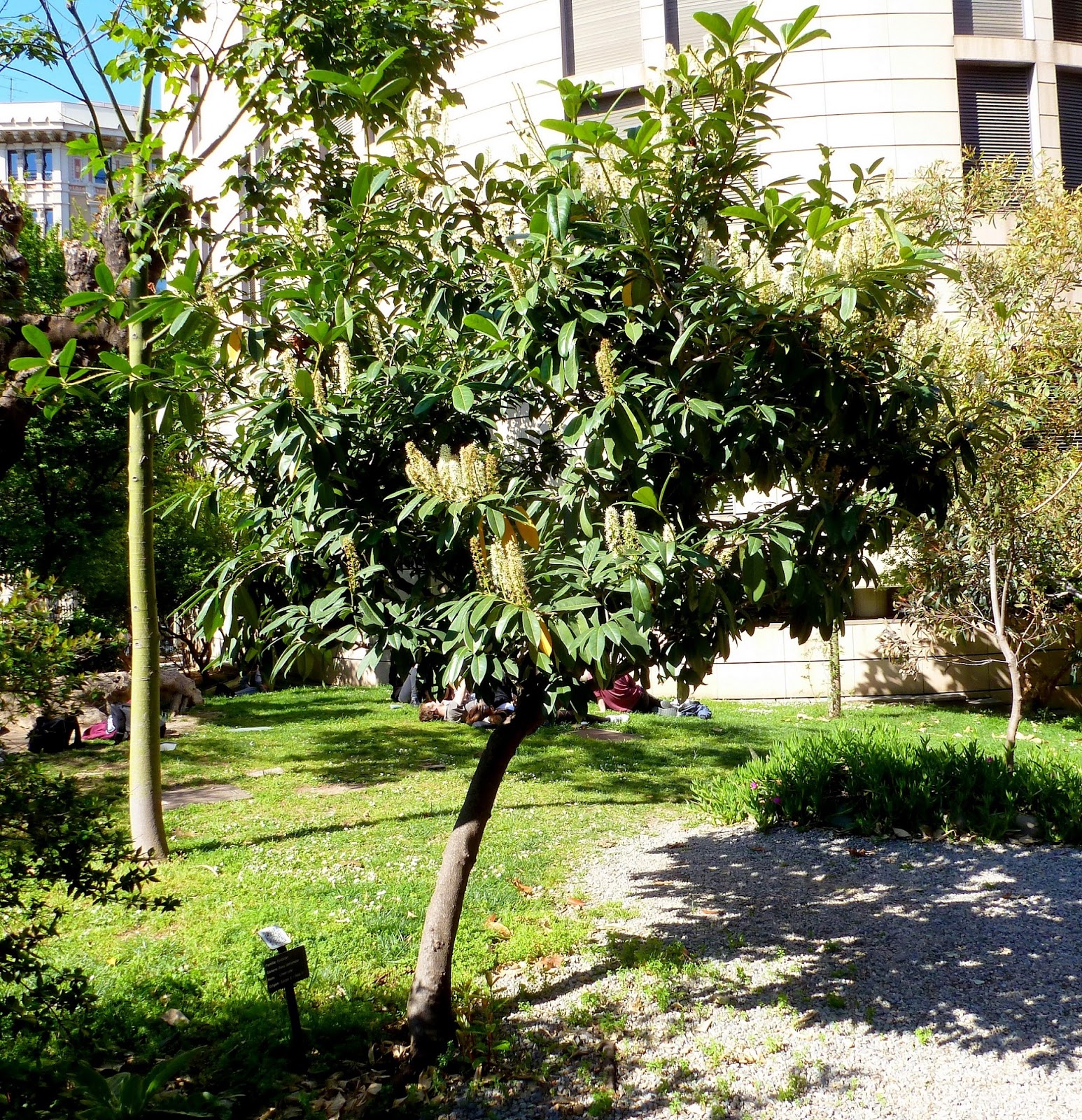 Árboles con alma: Laurel real. Laurel-cerezo. Laurel romano (Prunus ...