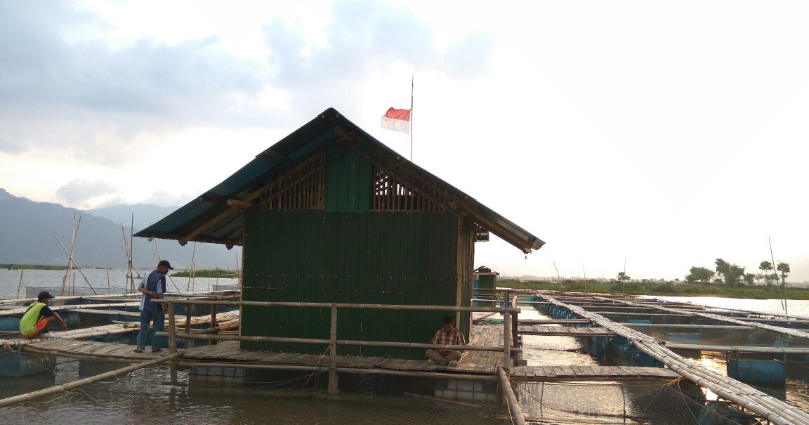 Budidaya Ikan Desa Asinan: BUDIDAYA IKAN DI KARAMBA DSN SUMURUP DESA ...