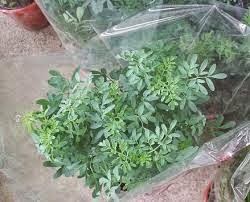 Manfaat Khasiat Daun Inggu untuk Kesehatan Tubuh