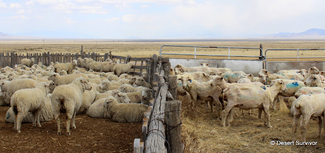Desert Survivor: Sheep Shearing