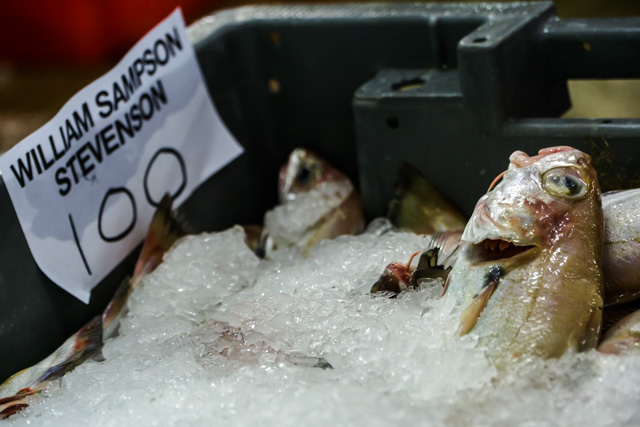 Through the Gaps! - Newlyn Fishing News: "A fish-frail of stout" on ...