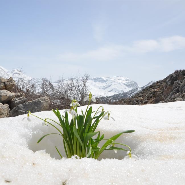 Snowdrop sprouts in Turkey’s Manisa