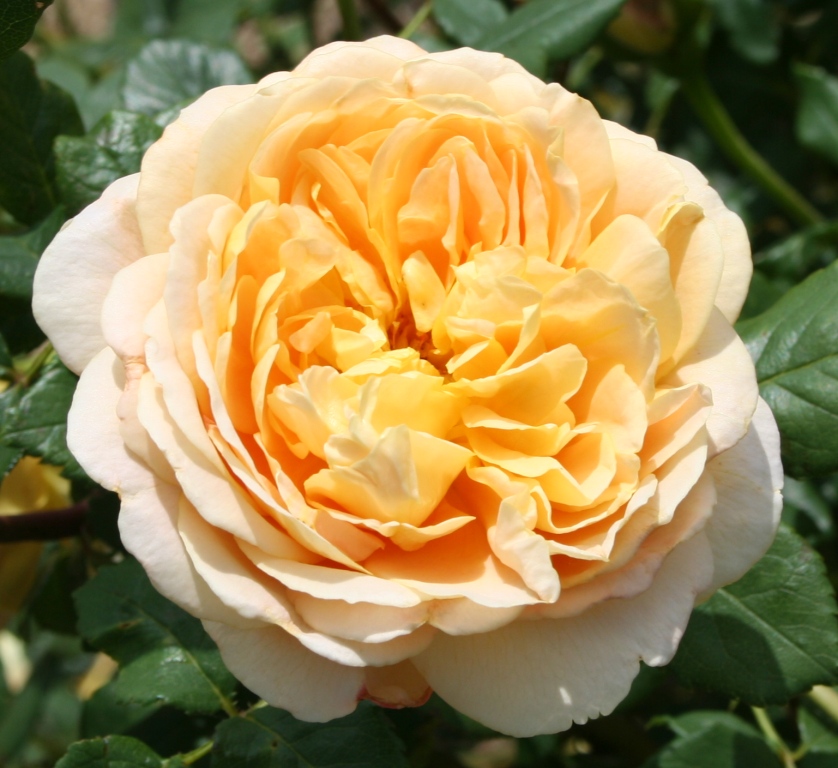 Garden Musings: Golden Celebration