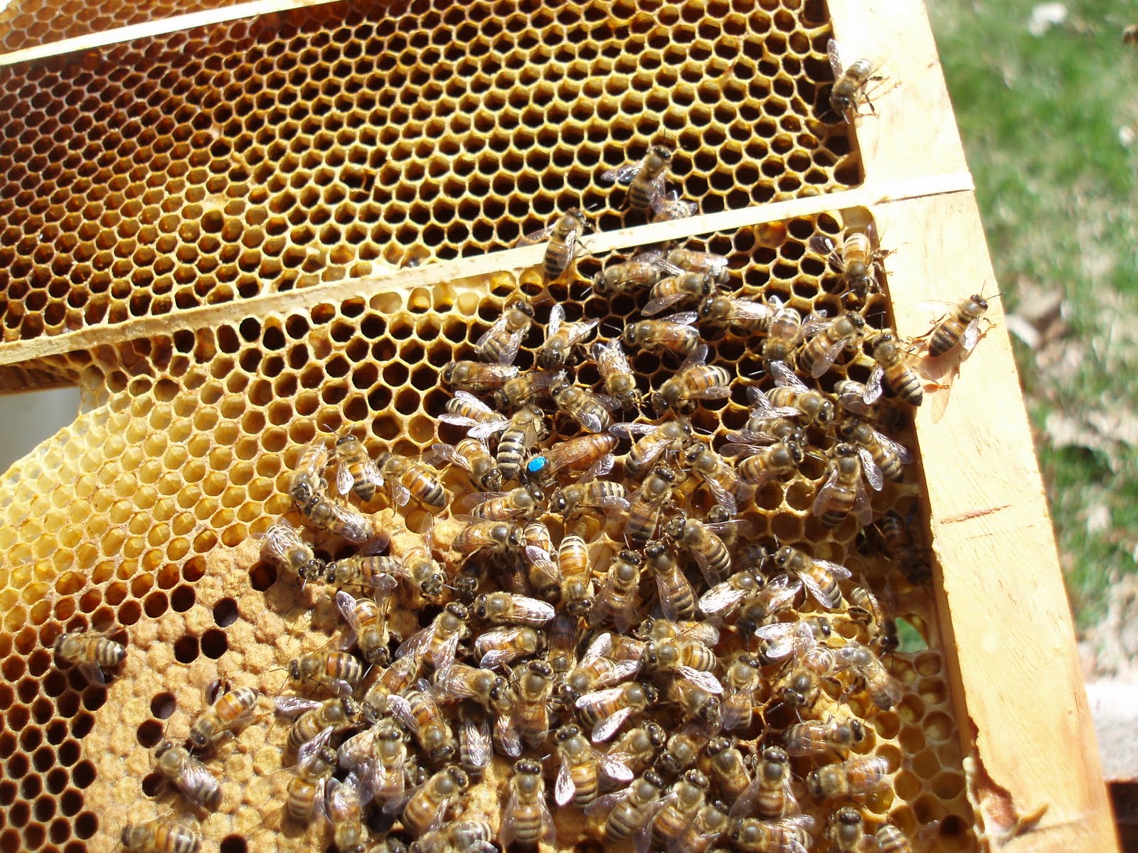 SteffesWood Apiary Aliquippa, PA: Making Queens: Supercedure Cells ...