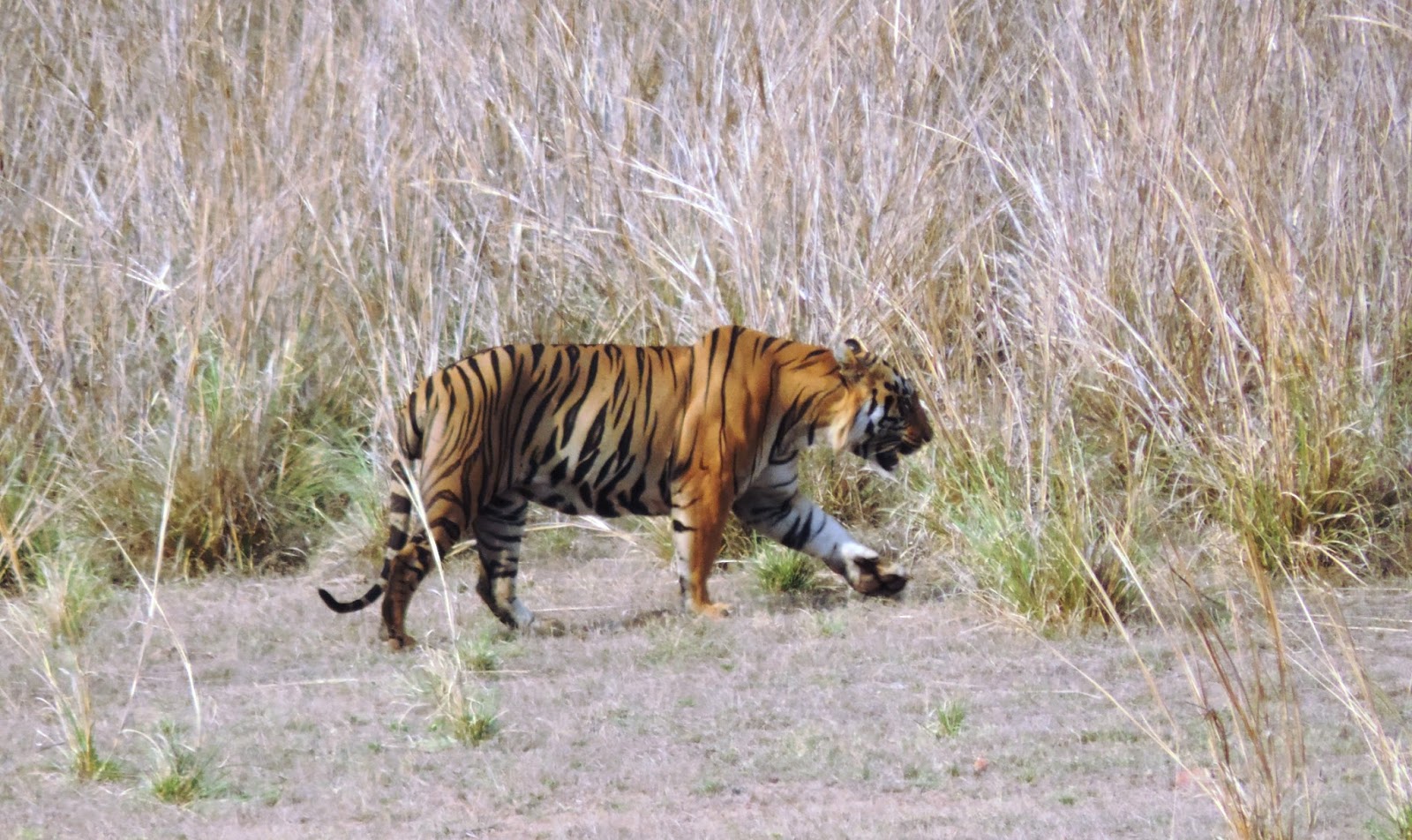 Just About Everything: Tigers galore at Tadoba National Park ...