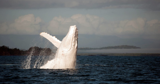 White Wolf : An upclose encounter with Migaloo, the only white humpback ...