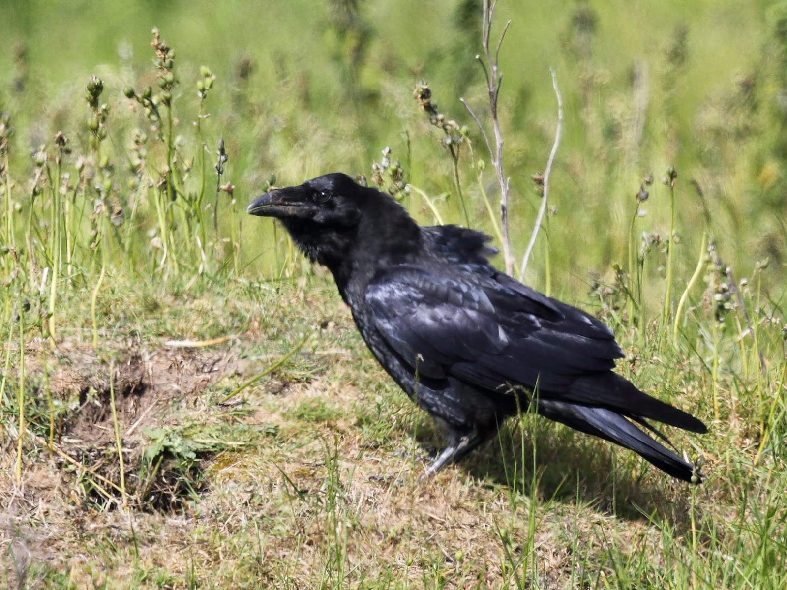 NI Bird Pics: Angus Kennedy - Juvenile Ravens