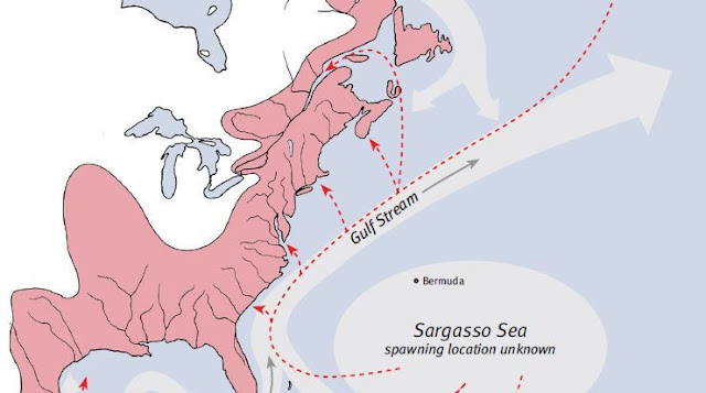 Notes from Halibut Point: Quarry Curiosities, Part 5 - The American Eel