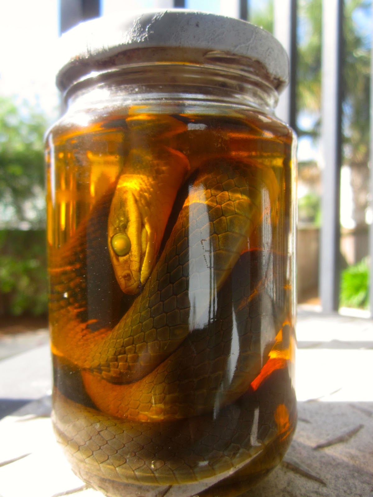 The Grove Guy: PICKLED SNAKE