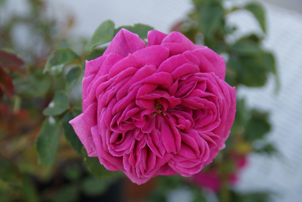 Organic Garden Dreams: May Roses