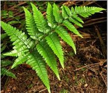 Manfaat Tumbuhan Paku - INFORMATION