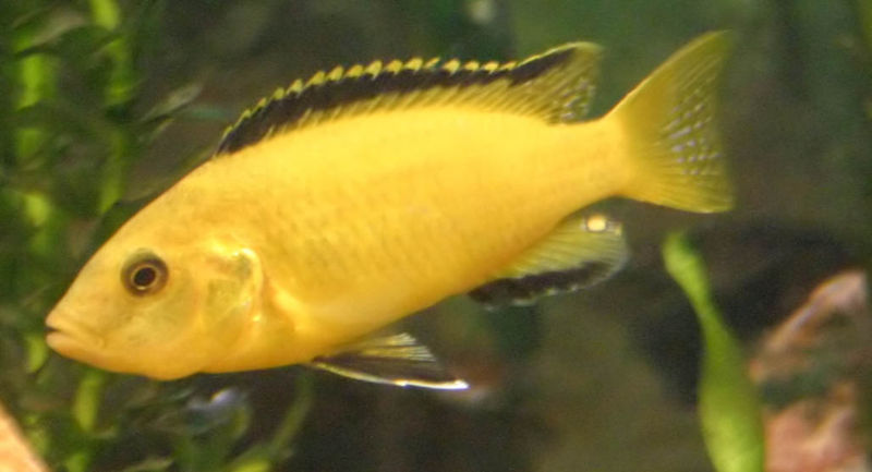 Fish Pictures: Electric yellow cichlid - Labidochromis caeruleus