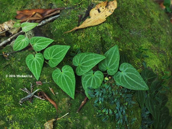 The rainforests of Borneo & Southeast Asia: Hiking with KL hikers in ...