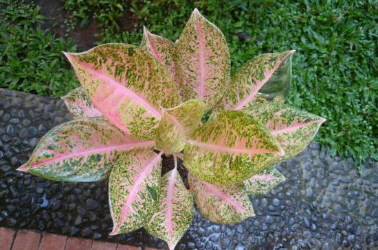 AGLAONEMA NON LOKAL