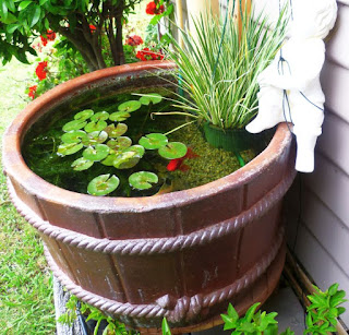 CV BIBIT UNGGUL : Cara Menanam Bunga Teratai Dalam pot CV BIBIT UNGGUL