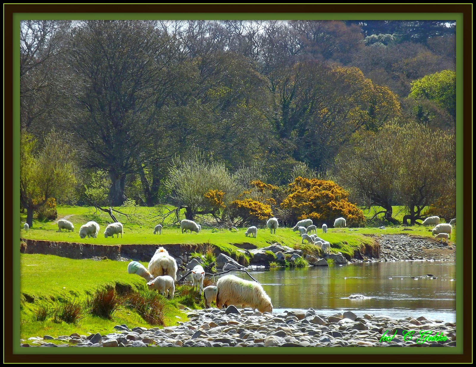 River Elwy and surrounding area Birds, wildlife and more.: Photographs ...