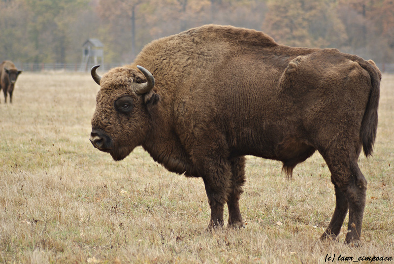 (c)Photography beyond words,poze,fotografii,photo from Romania: Zimbri ...