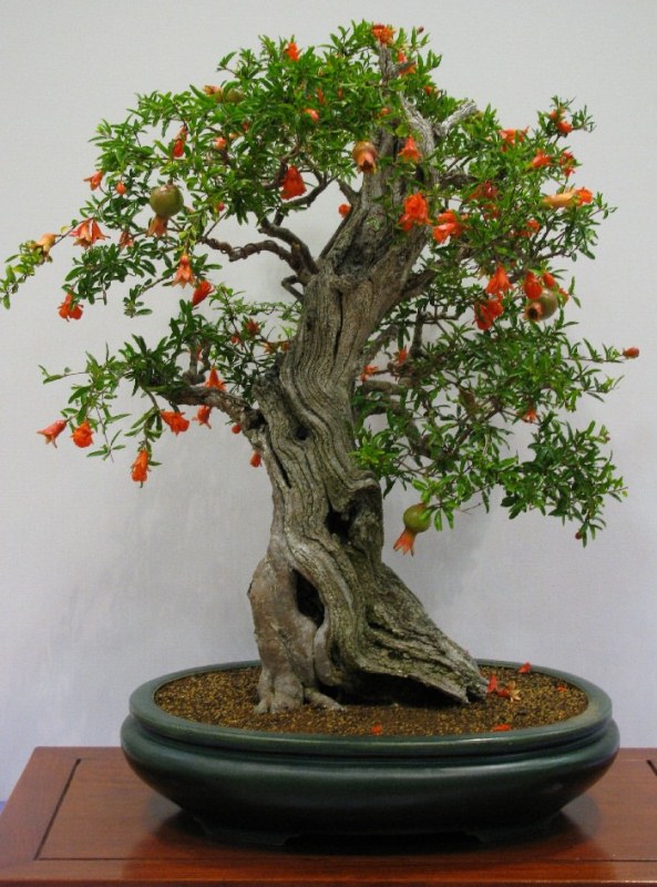 Bonsai Jambu Biji Mini | Aneka Ragam Bentuk Bonsai