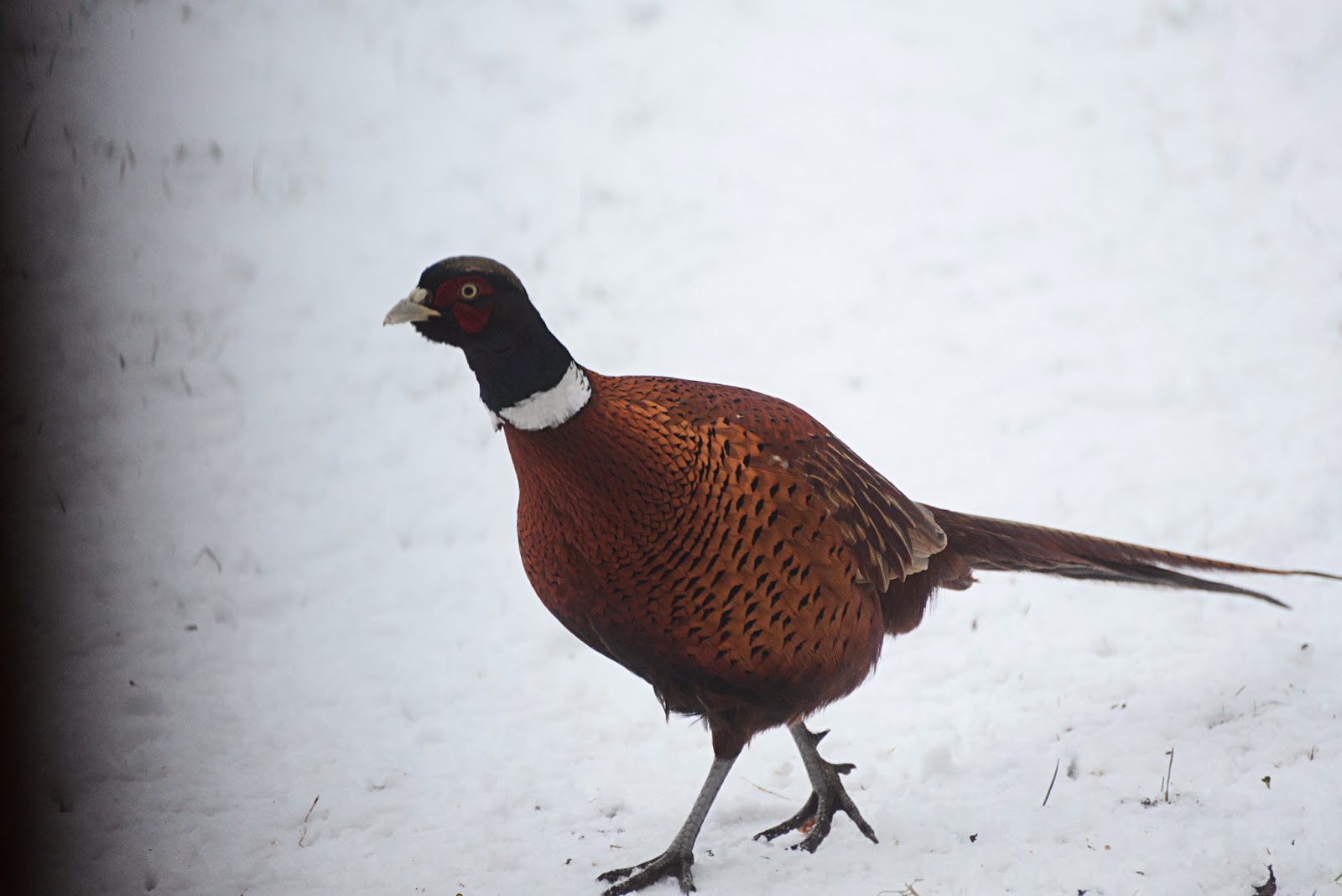 Mit grønne univers: Fugle i haven - fasaner