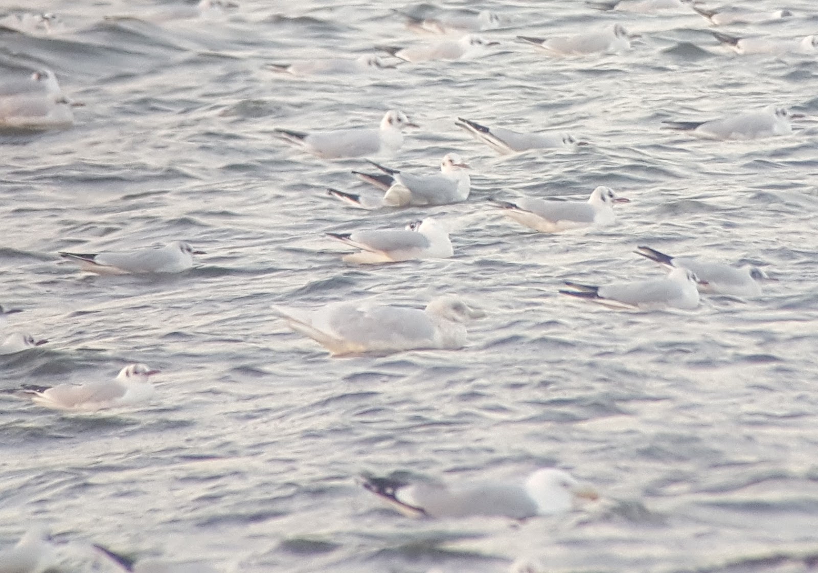 A Field Notebook: Watching the Pennington Flash gull roost