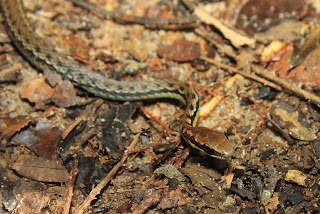 The Ginger Naturalist : July 2013