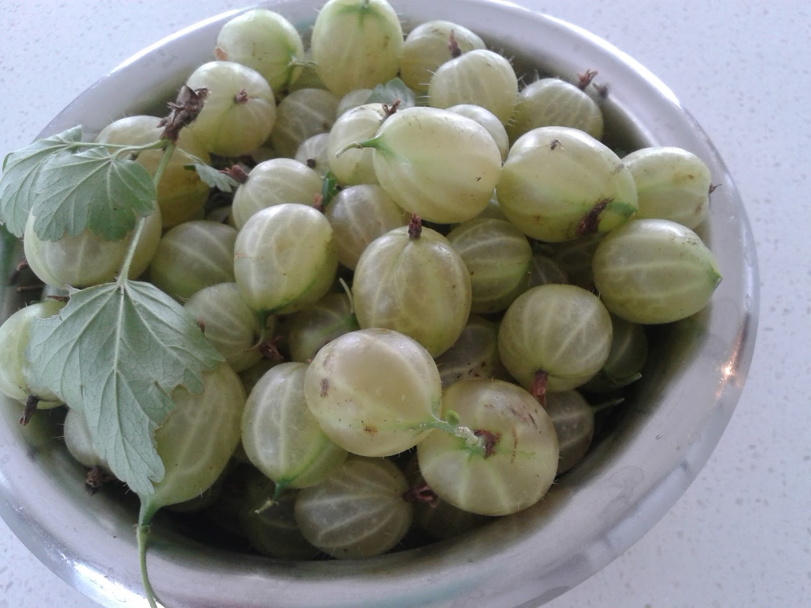 HarbourlightsB&B New Zealand: Gooseberry Pie like Granny used to Bake