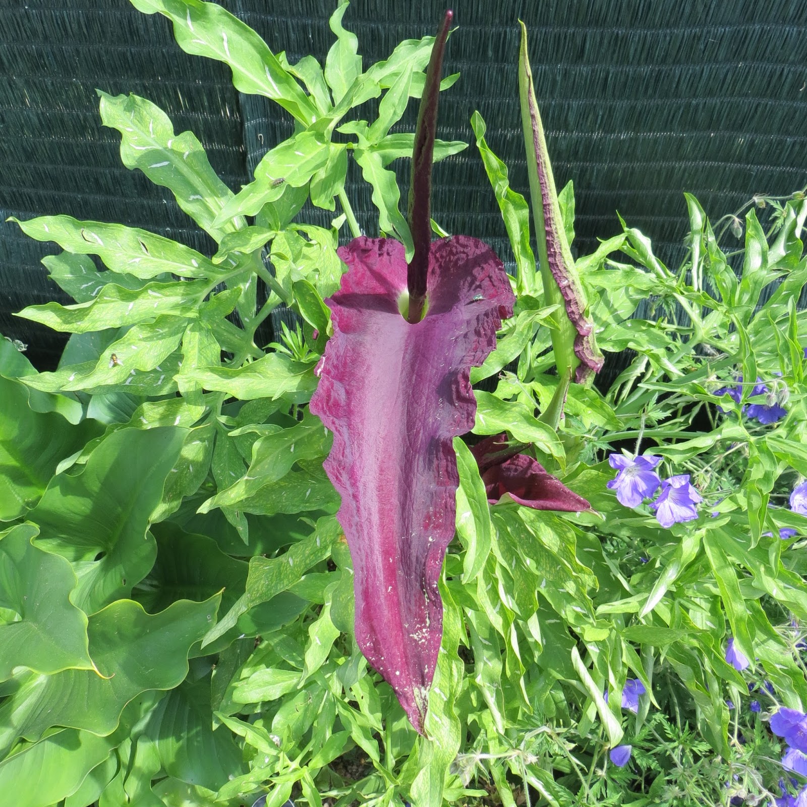 Cocotte forever: Une plante étrange dans mon jardin : l'arum puant