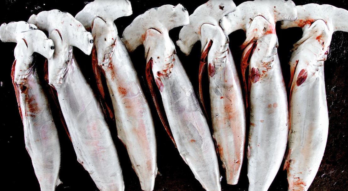 31+ Gambar Ikan Hiu Martil