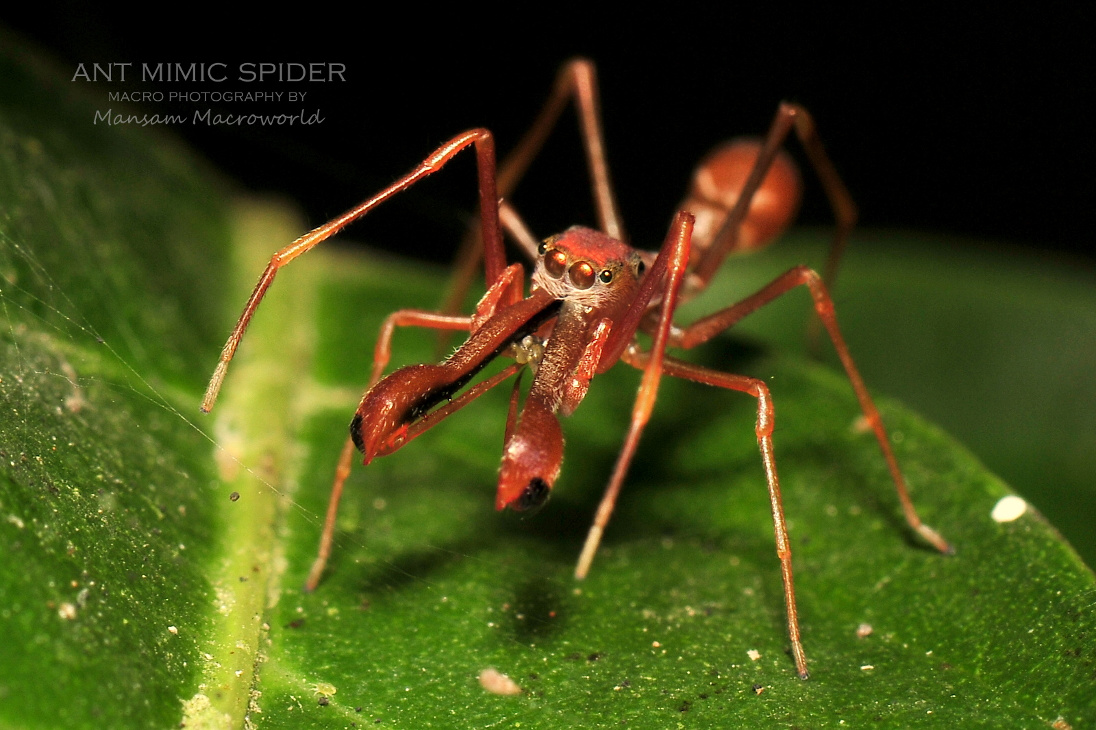 MANSAM DARKROOM: Ant Mimic Spider