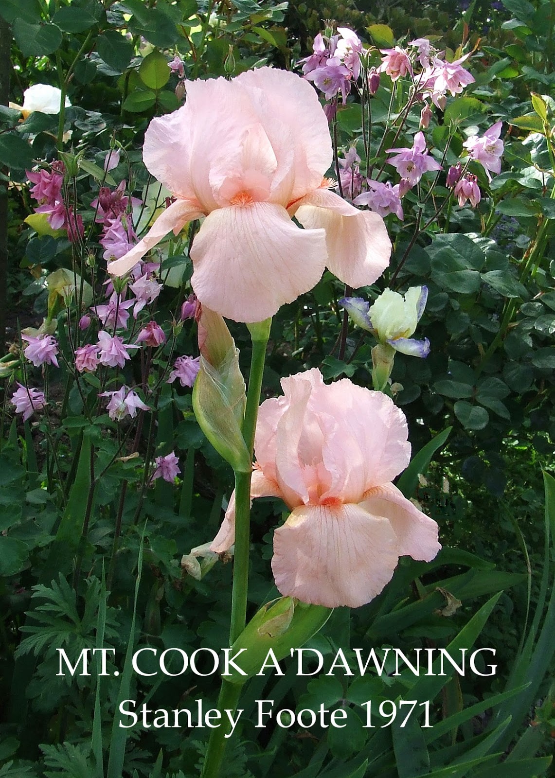 Tall Bearded Iris MT. COOK A'DAWNING ~ HERITAGE IRISES