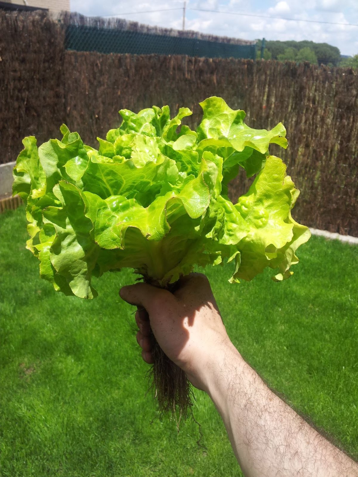 Primera Cosecha de Lechuga | Jon´s Life