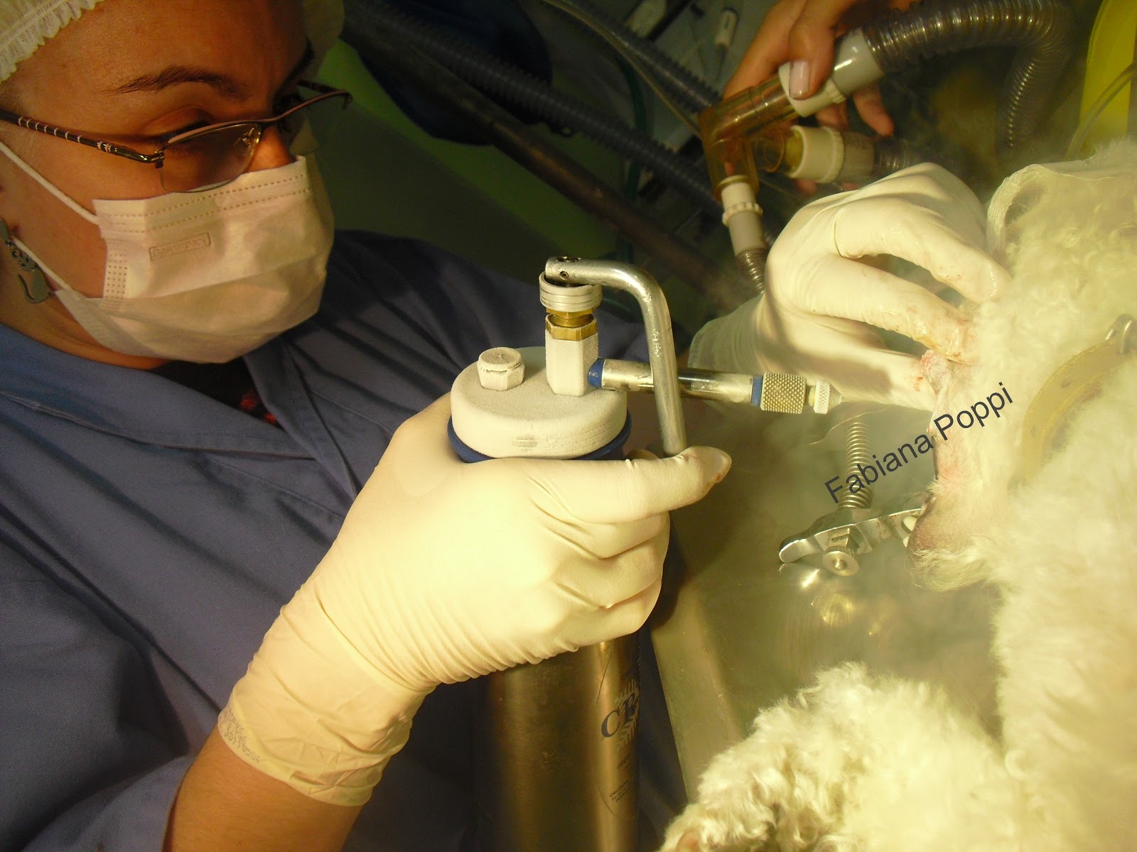 Criocirurgia Veterinária: Melanoma Oral Canino - Caso 1 - MEL