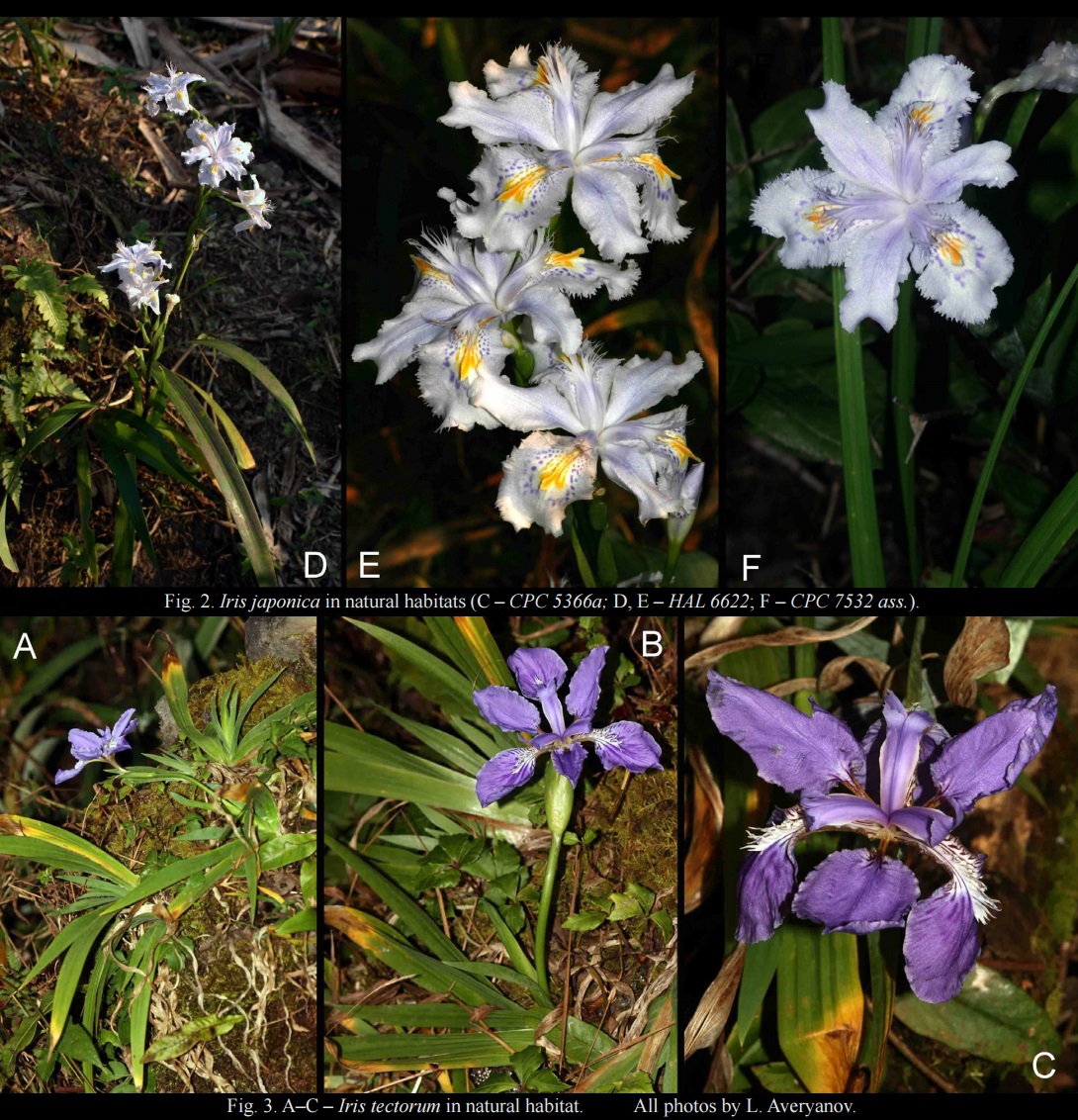 Species New to Science: [Botany • 2016] The Iris Family (Iridaceae) in ...