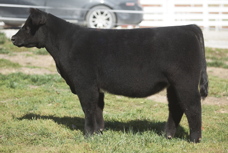 Lautner Farms: Ryan Ottman & Mark Ball Show Steers - Private Treaty ...