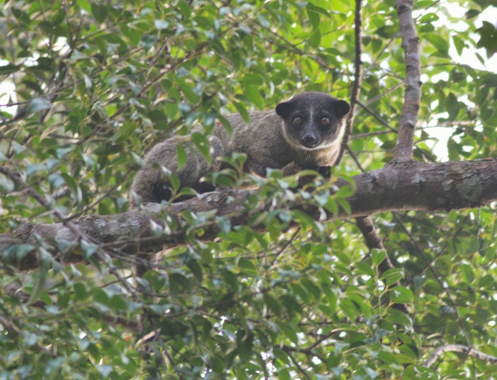 Singapore Wild Animals