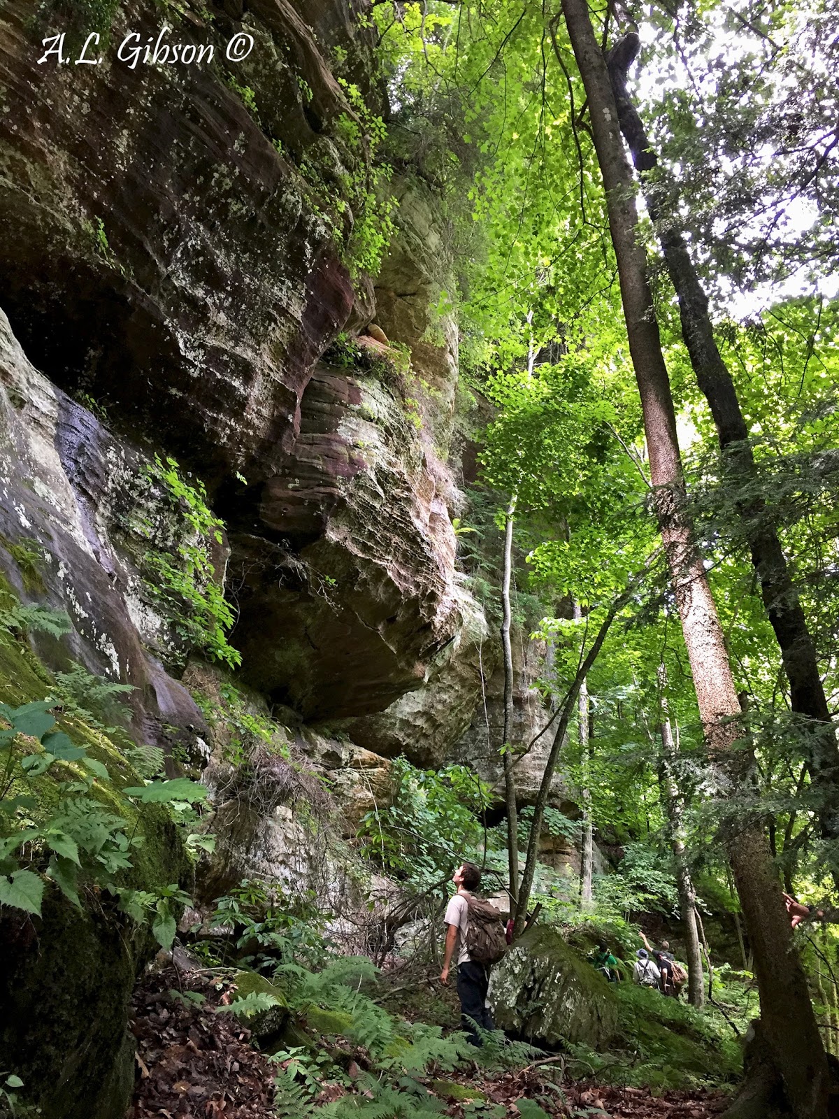 The Buckeye Botanist: The Asplenium Ferns of Ohio