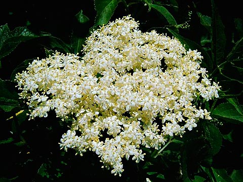 Zova leči i najopasnije bolesti: Evo kako se pravi čaj, sok i lekoviti ...