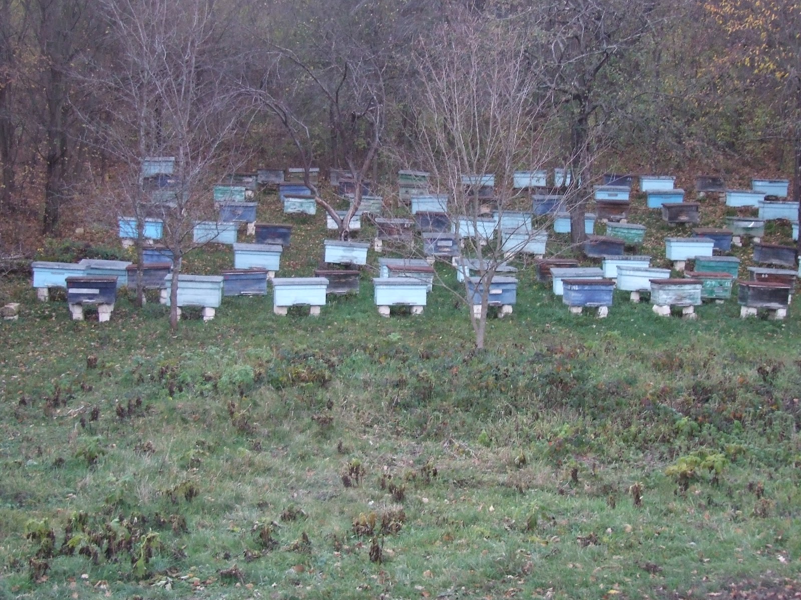 Exploring Moldova: Honey from Codrii for you!