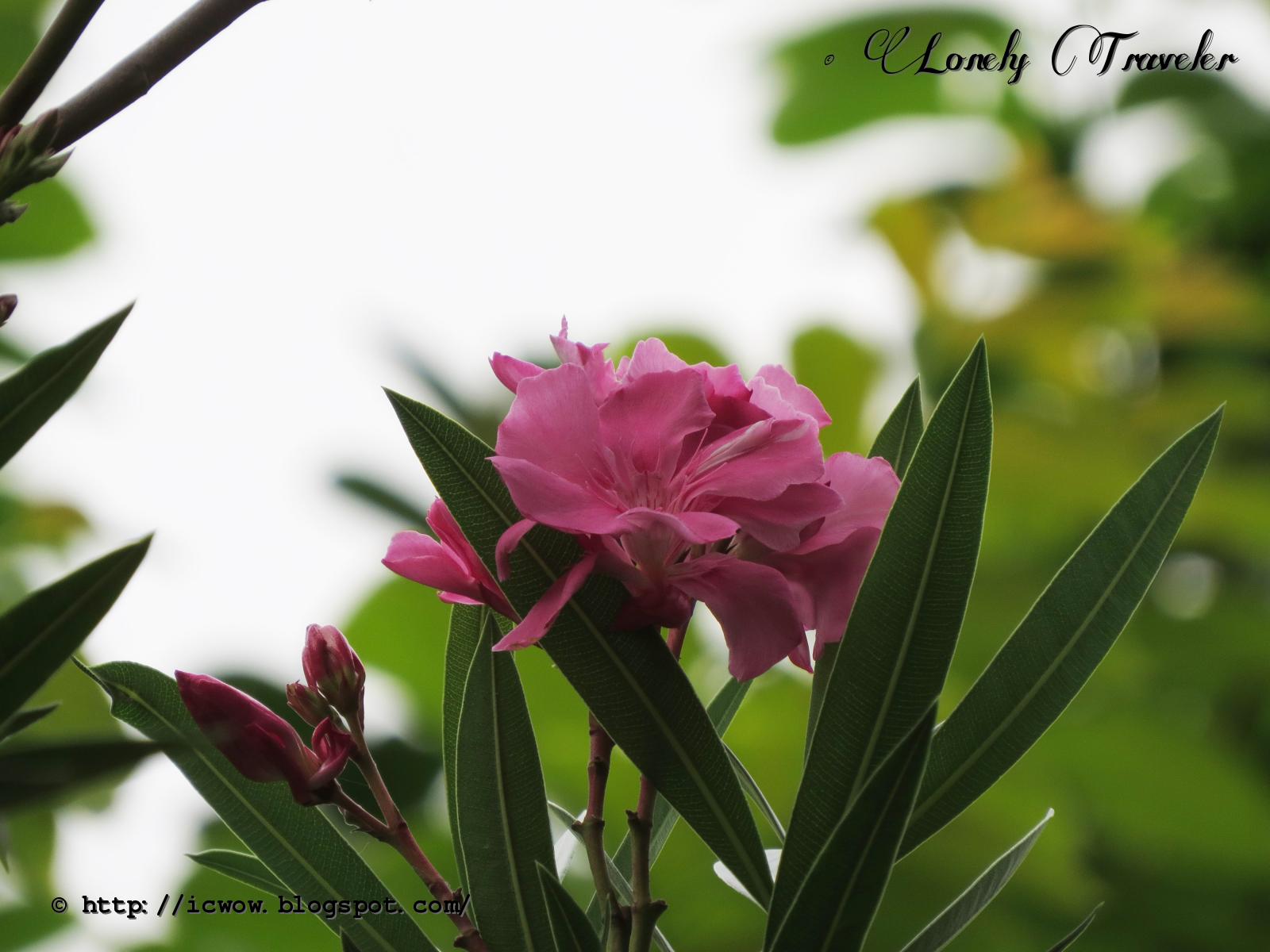 Oleander flower - Nerium oleander