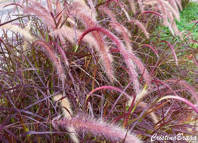 RW PAISAGISMO: FORRAÇÃO: CAPIM-DO-TEXAS RUBRO