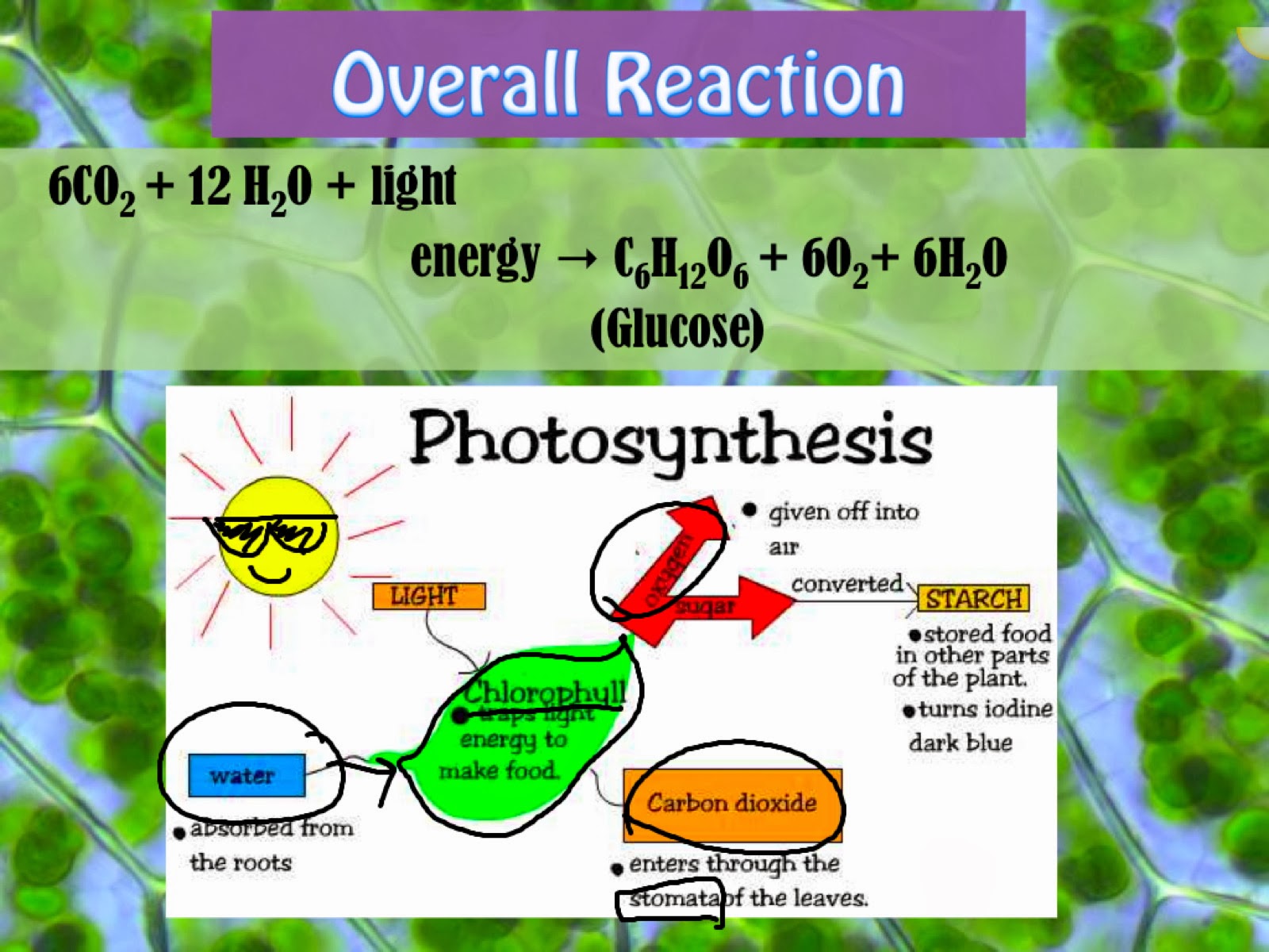 EC Honors Biology: Photosynthesis Notes