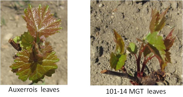 EnoViti: Ampelography 101: A Test in the Vineyard