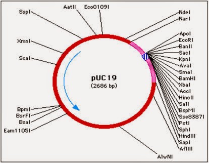 DUNIA BIOSAINS: Plasmid dan Penggunaannya dalam Rekayasa Genetika