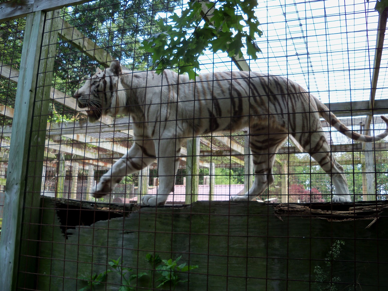 The WV Niessners: Hovatter's Zoo