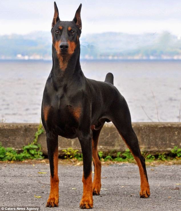 Doberman | WIKI PERROS