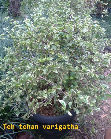 teh tehan varigatha | Directory Tanaman | Nama Dan Gambar